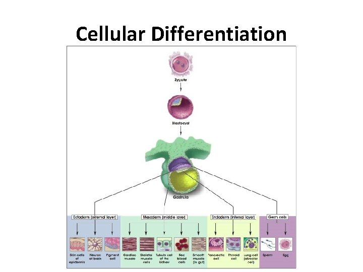 Cell Specialization SNC 2 D 1 Cells Tissues