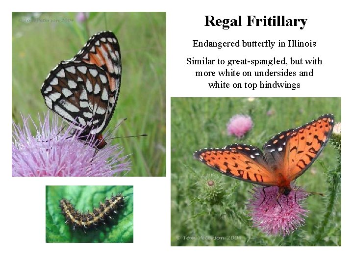 Brushfooted Part 1 Family Nymphalidae Presentation created by