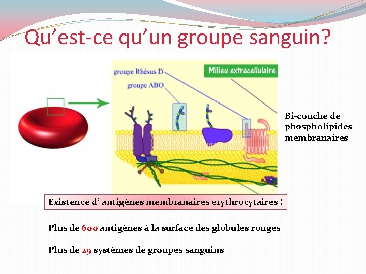 Les Groupes Sanguins I Le Systme ABO Plan