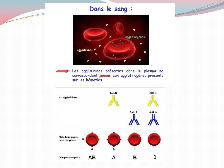 Les Groupes Sanguins I Le Systme ABO Plan