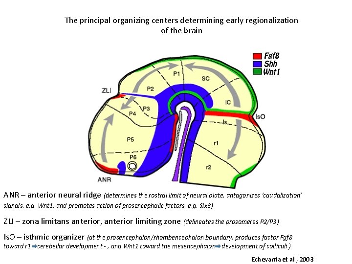 Differentiation of the neural tube Development of spinal
