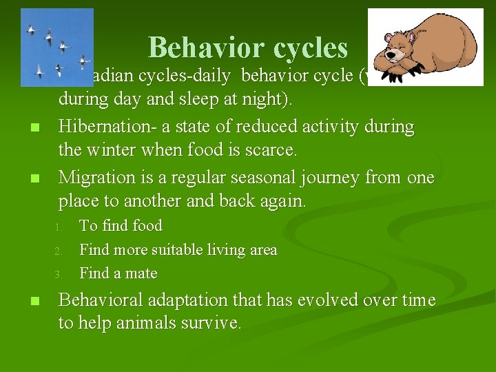 Animal Behavior Behavior n n All the actions