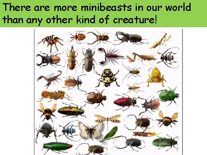 Minibeasts There are more minibeasts in our world