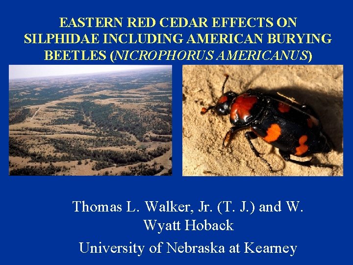 EASTERN RED CEDAR EFFECTS ON SILPHIDAE INCLUDING AMERICAN