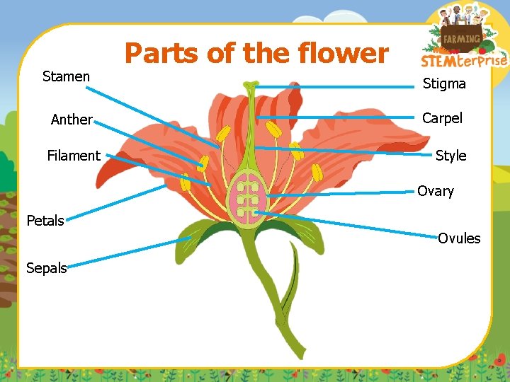Stage 2 Plant Reproduction Learning Objectives To understand