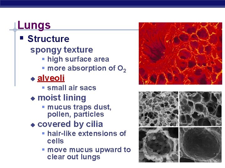 Respiratory System AP Biology 2008 2009 Why do