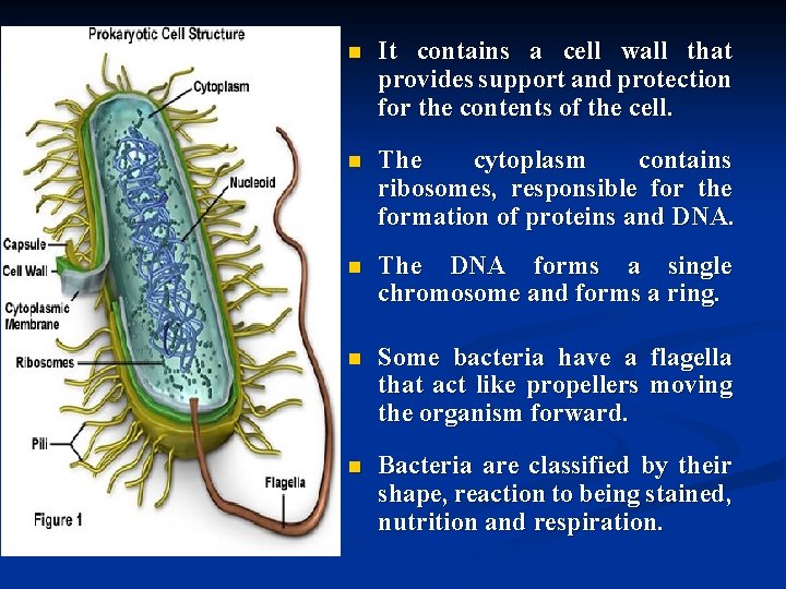 KINGDOM MONERA The Prokaryotes Archaebacteria and Eubacteria ...
