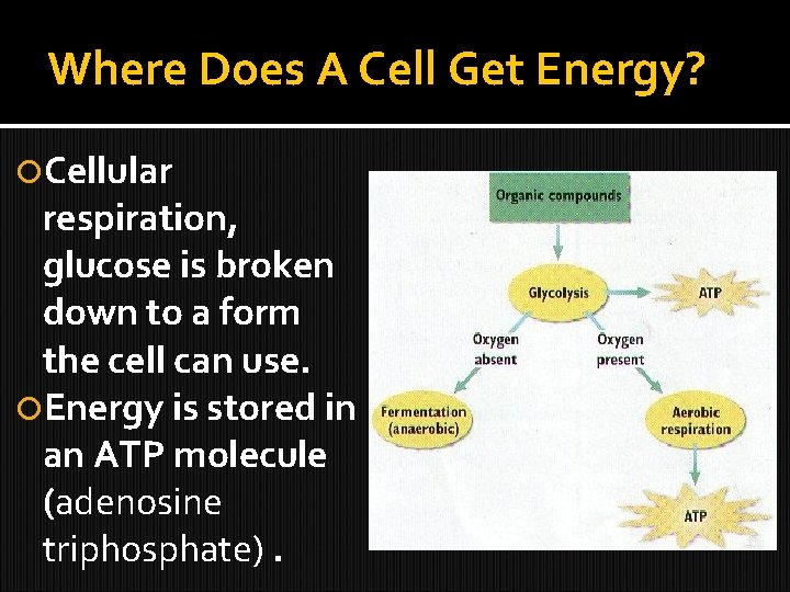 Biology Review What are the types of cells