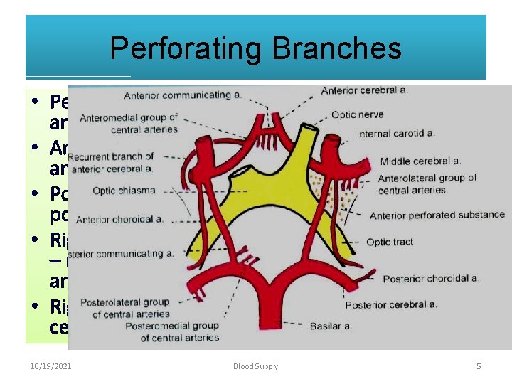 Blood Supply of CNS Prof K Sivapalan Inflow