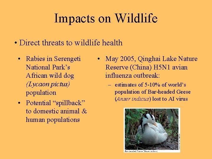 Zoonotic Emerging Infectious Disease Impacts on Biodiversity Conservation
