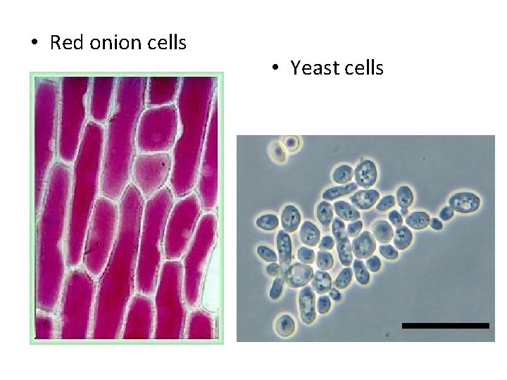 Cell Biology Introduction to cells Learning Intentions By