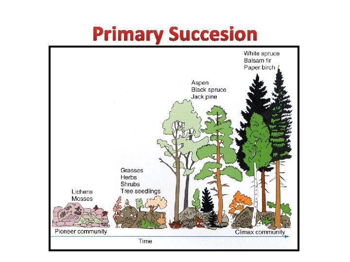 ECOLOGICAL SUCCESSION Have you ever observed a vacant