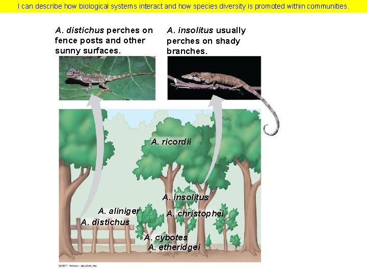 I can describe how biological systems interact and