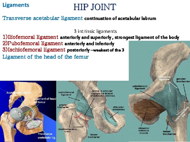 Joints of the Lower Limb The Dance Hall