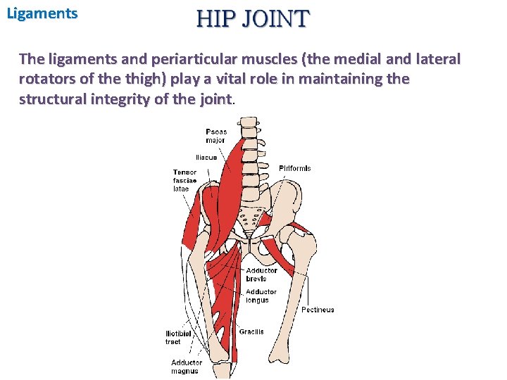 Joints of the Lower Limb The Dance Hall