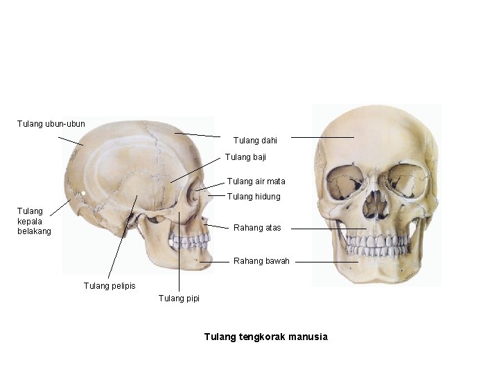 BAB 4 SISTEM GERAK The skeletal system Standar