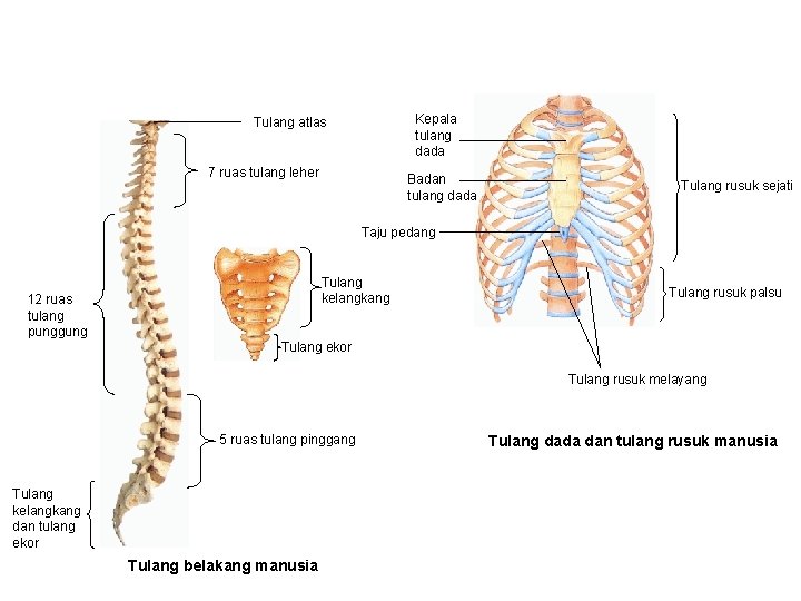 BAB 4 SISTEM GERAK The skeletal system Standar