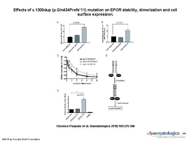 New pathogenic mechanisms induced by germline erythropoietin receptor
