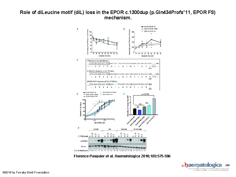 New pathogenic mechanisms induced by germline erythropoietin receptor