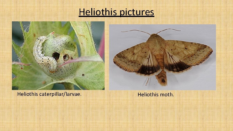 Pest control in cotton By Andrew The cotton