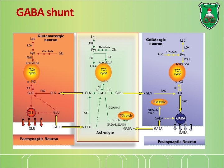 Biochemistry of neurotransmitters Dr Mamoun Ahram Neuroscience 2016