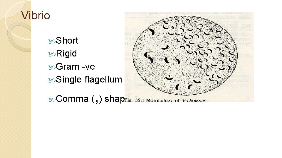 Practical No 19 Vibrio cholerae Is a Gram