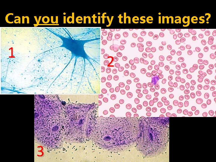 Introduction to Cellular Biology 101416 Agenda Cell Size