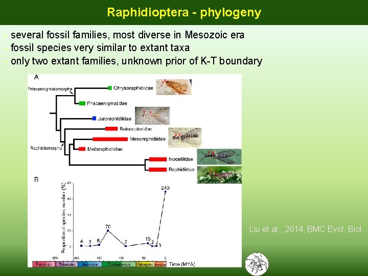 Systematic entomology Neuropterida I Raphidioptera and Megaloptera ...