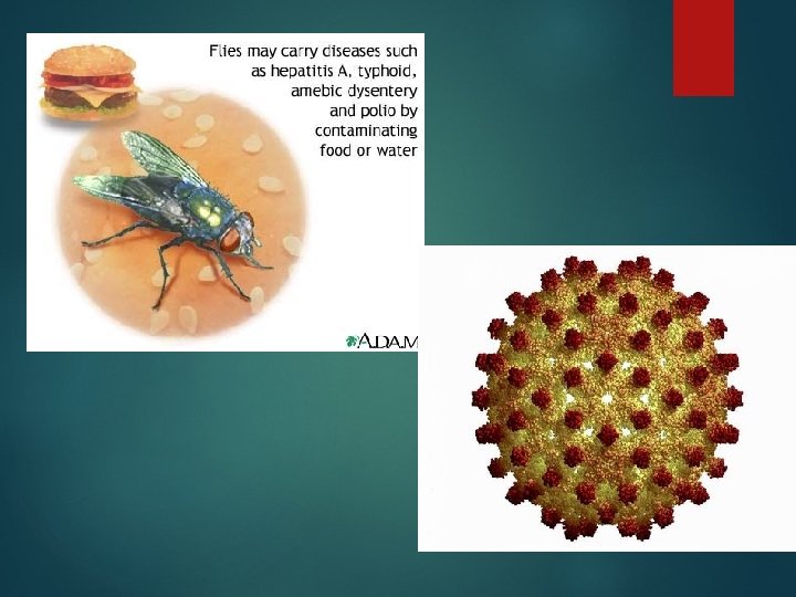 Hepatitis LEVERONTSTEKING oorzaken Virussen hepatitis A B C