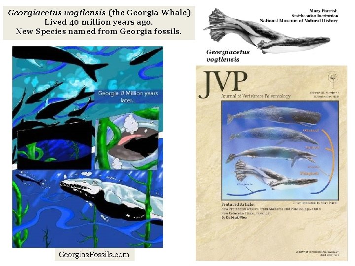 Georgias Fossils com A 500 Million Year Record