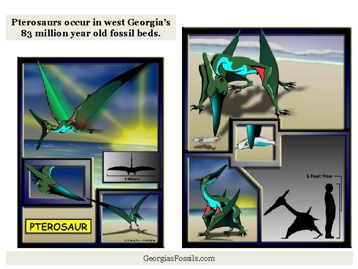 Georgias Fossils com A 500 Million Year Record