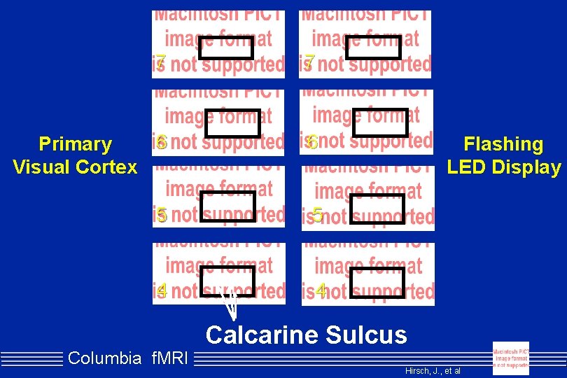 Neuroscience 2005 Functional Brain Imaging Joy Hirsch Ph