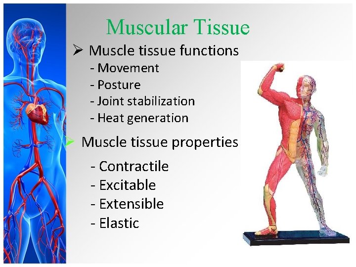 Histology 5 Muscular Tissue By Dr Mohamed Nagui