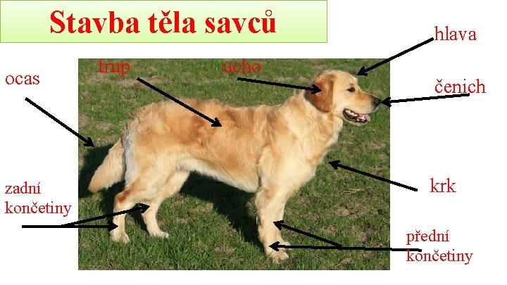 Savci Dnes potebujete Spolen znaky savc Stavba tla