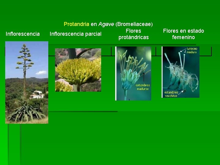GENETICA Y MEJORA VEGETAL BIOLOGIA REPRODUCTIVA Y FLORAL