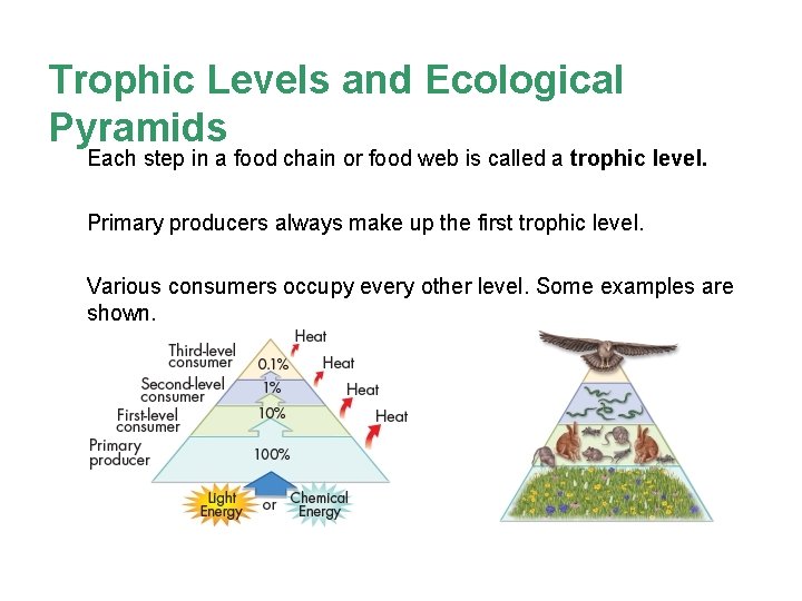 Lesson Overview 3 3 Energy Flow in Ecosystems