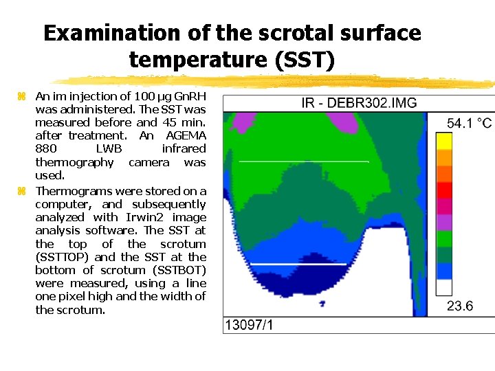 Echographic and thermographic examination of bull testis Gyrgy