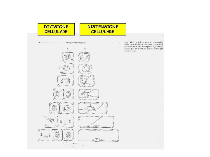 DIVISIONE CELLULARE DISTENSIONE CELLULARE Il ciclo cellulare FRAGMOPLASTO