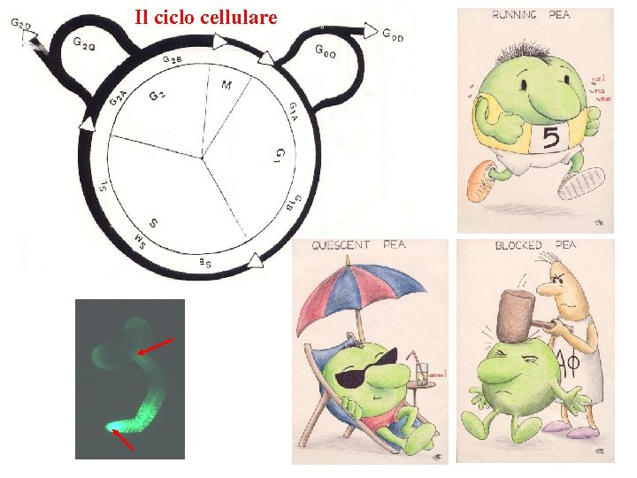 DIVISIONE CELLULARE DISTENSIONE CELLULARE Il ciclo cellulare FRAGMOPLASTO
