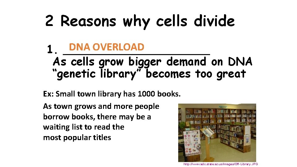 CELL GROWTH DIVISION Image by Riedell 2 Reasons