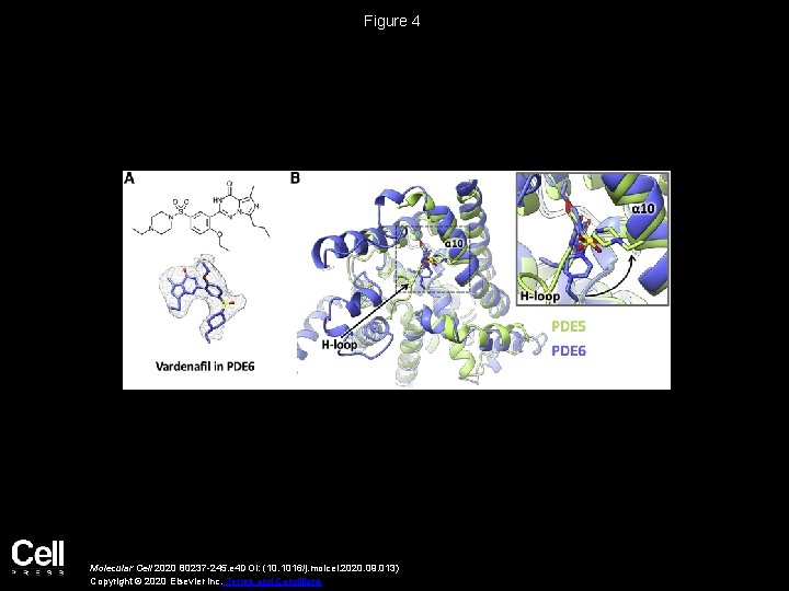 Structure of the Visual Signaling Complex between Transducin