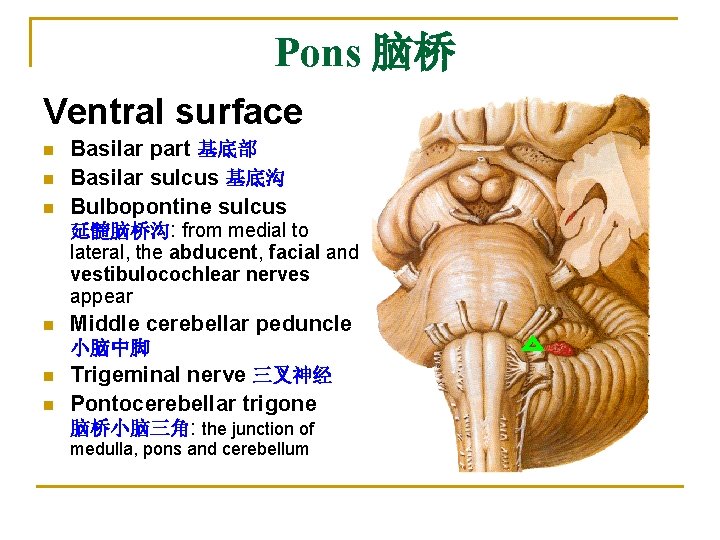 The brainstem The brain n n Telencephalon Diencephalon