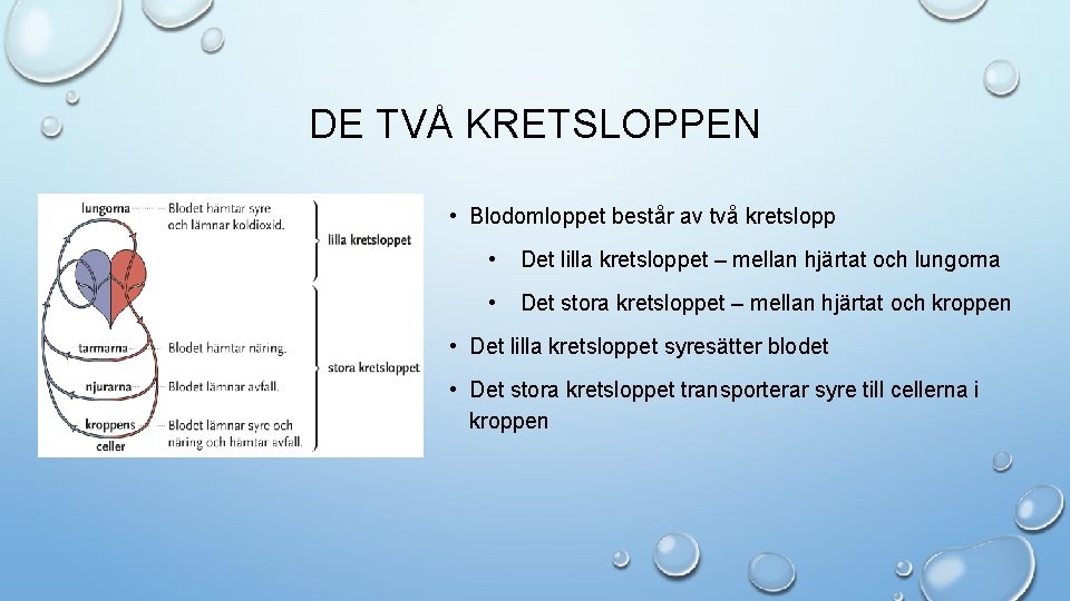 BLODET OCH HJRTAT TRANSPORTERINGSSYS TEM Blodomloppet r kroppens