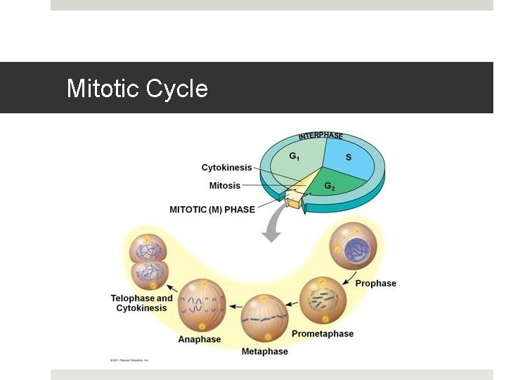 Mitosis and Meiosis Biology where multiplication is the