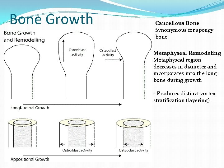 From Bone Microstructure to Biology Chapter 3 Bone