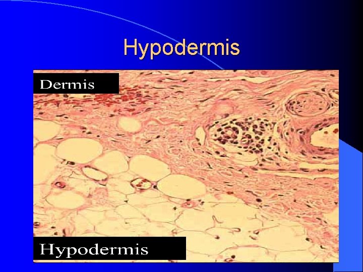 Anatomy Final Review Overview of Anatomy and Physiology