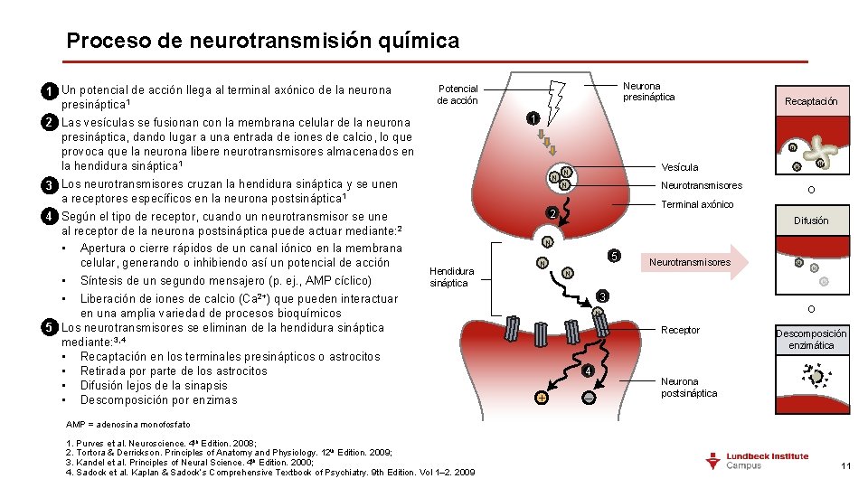 Neurobiologa y etiologa Trastorno depresivo mayor 1 Introduccin