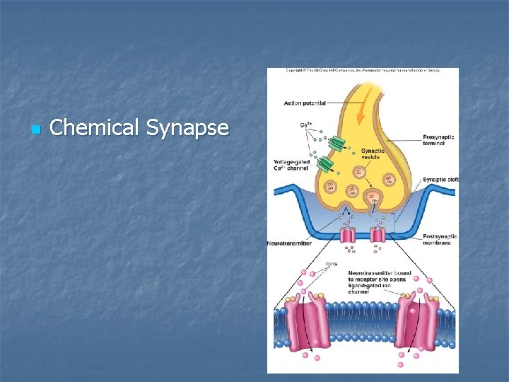 Synapse and its types n n n The