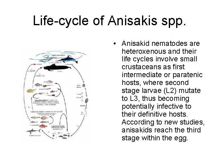 Lifecycle of Anisakis spp Anisakid nematodes are heteroxenous