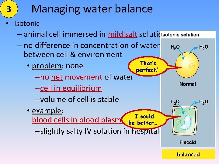 Membrane Transport Passive Transport The movement of materials